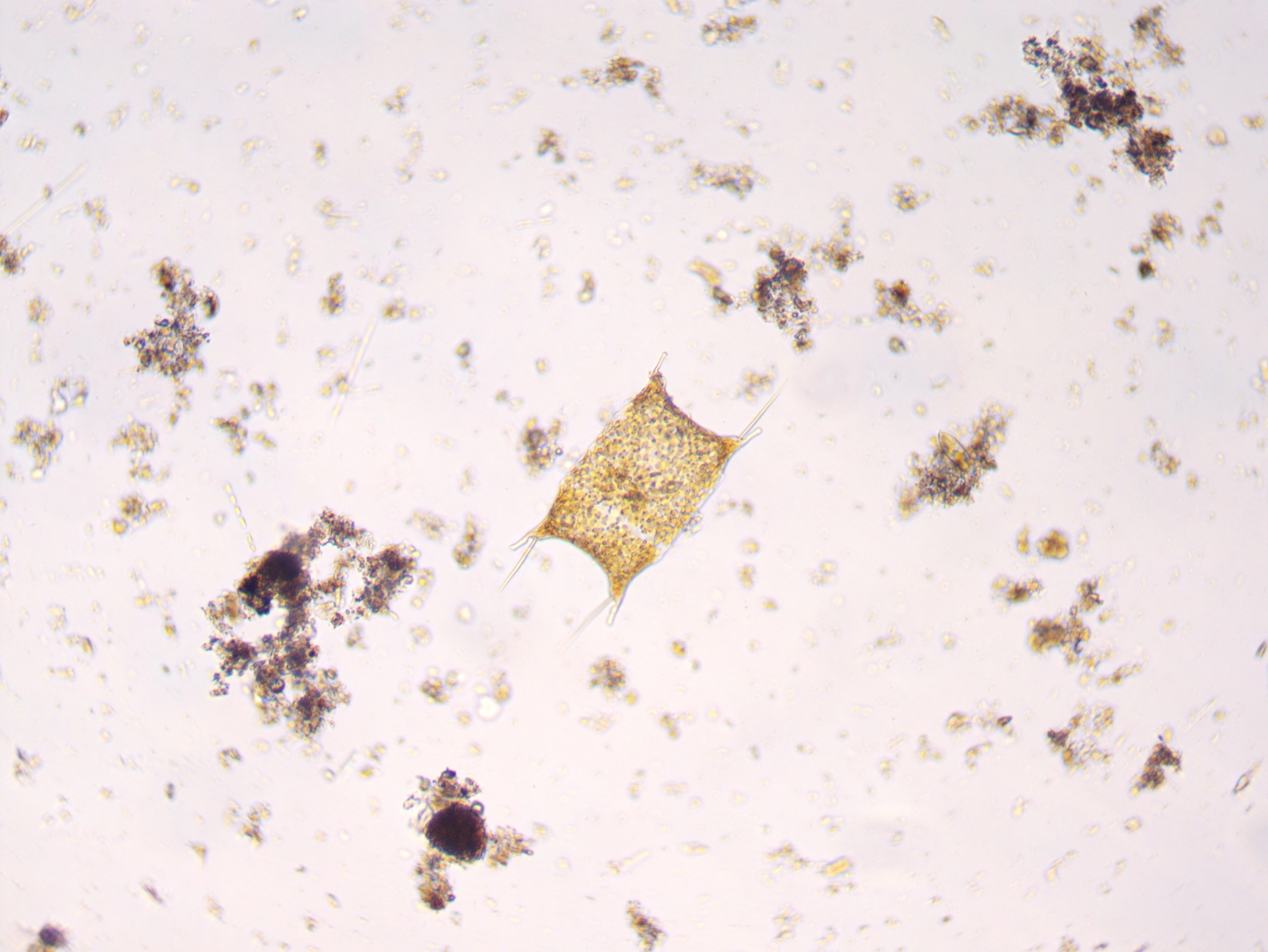 Biddulphia S.F.Gray, 1821