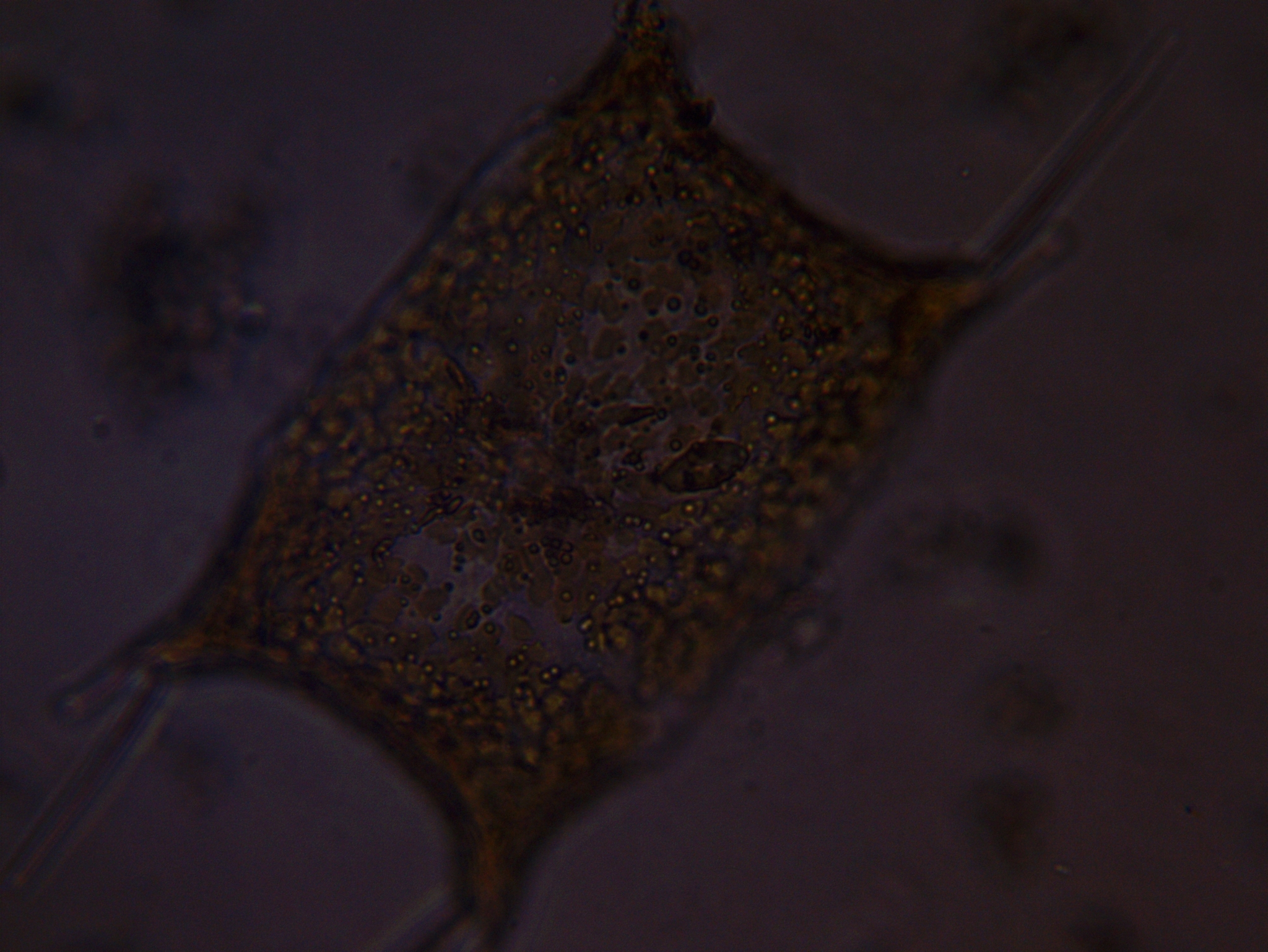 Biddulphia S.F.Gray, 1821