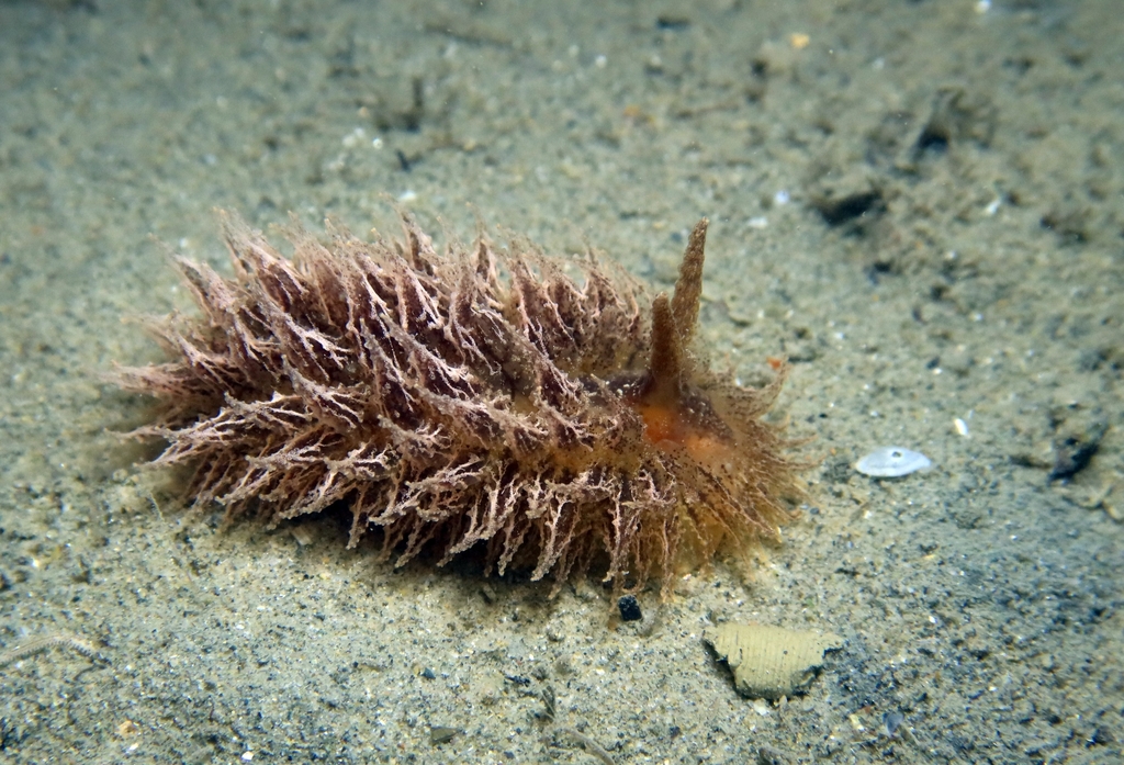 Janolus hyalinus (Nudibranchs of the United Kingdom: A Visual ID Guide ...