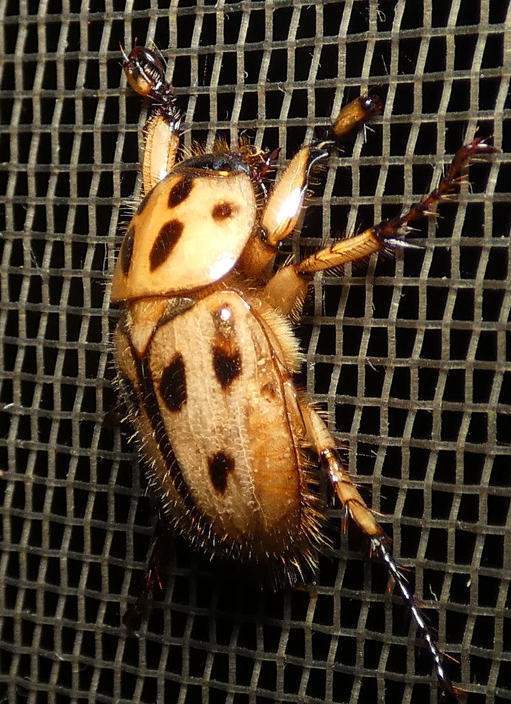 Masked Chafers and Rice Beetles from Zona rural de Paudalho ...