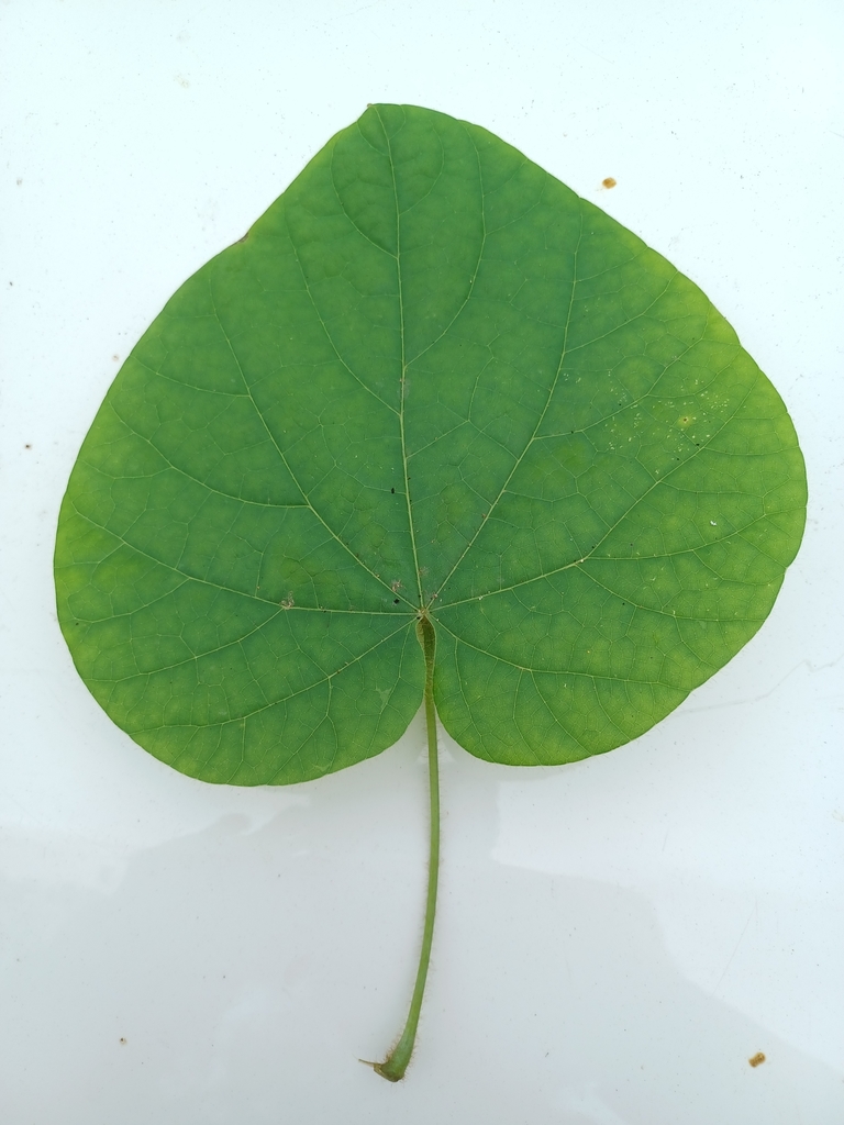Big-Leaf Vine from Eatons Hill QLD 4037, Australia on April 04, 2022 at ...