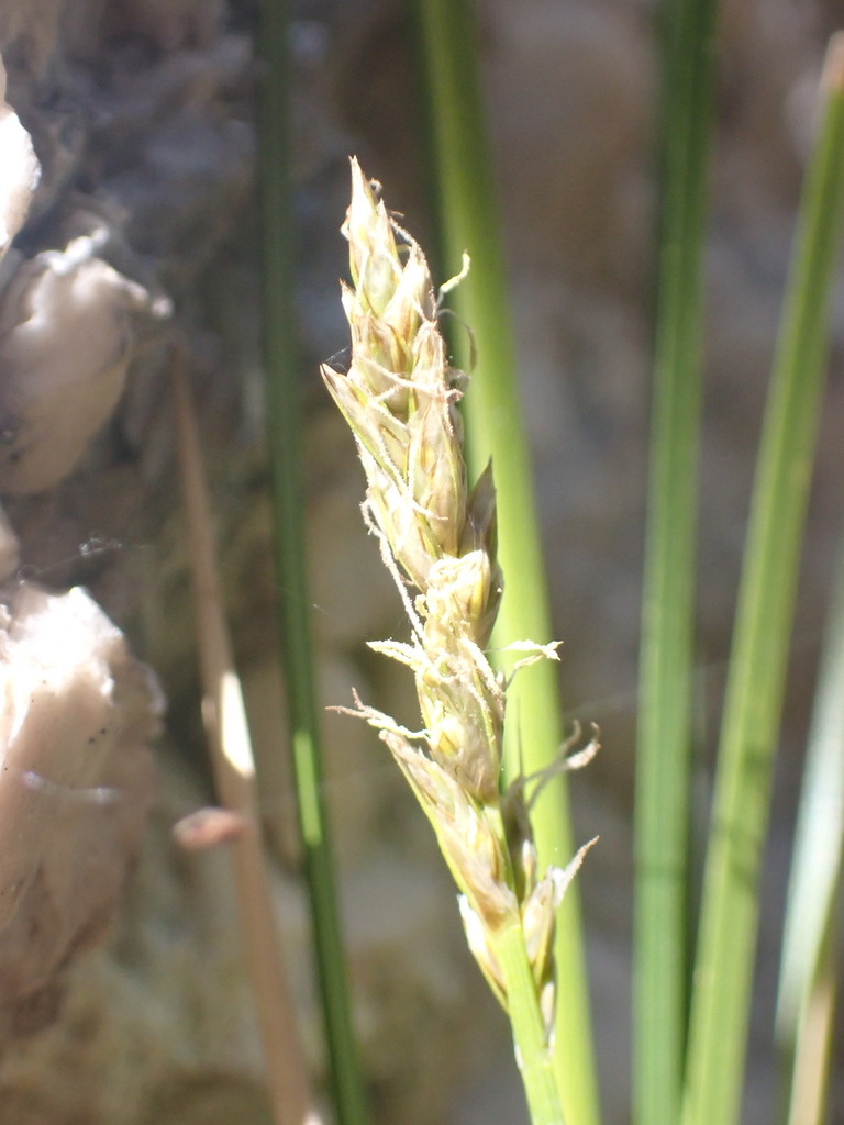 field sedge from Pima County, AZ, USA on April 2, 2022 at 02:18 PM by ...