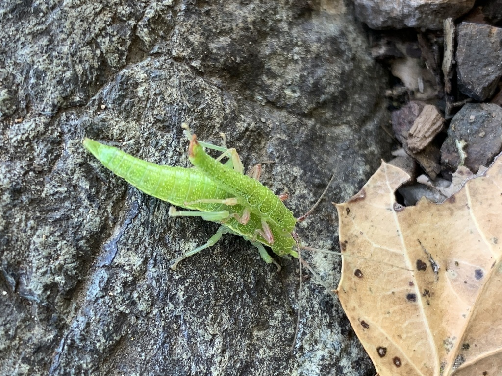 California Timema from Glenview Serenity, San Jose, CA 95120, USA on ...