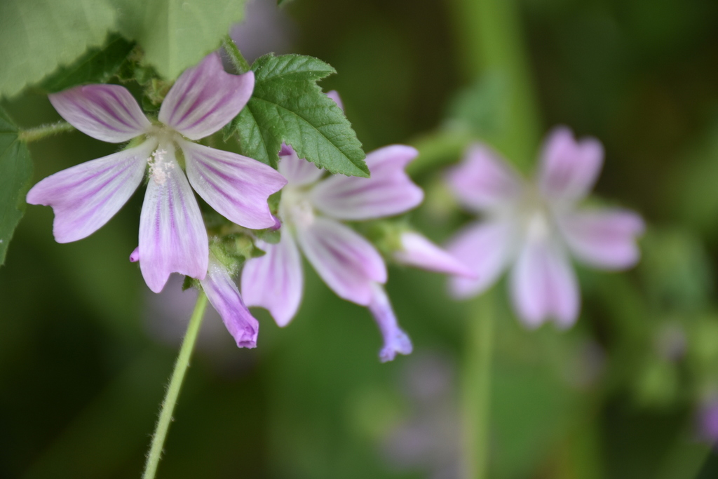 Common Mallow from Antonelli Pond, Santa Cruz, CA 95060, USA on May 24 ...