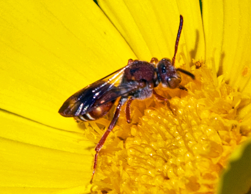 Nomada rubicunda · iNaturalist Mexico
