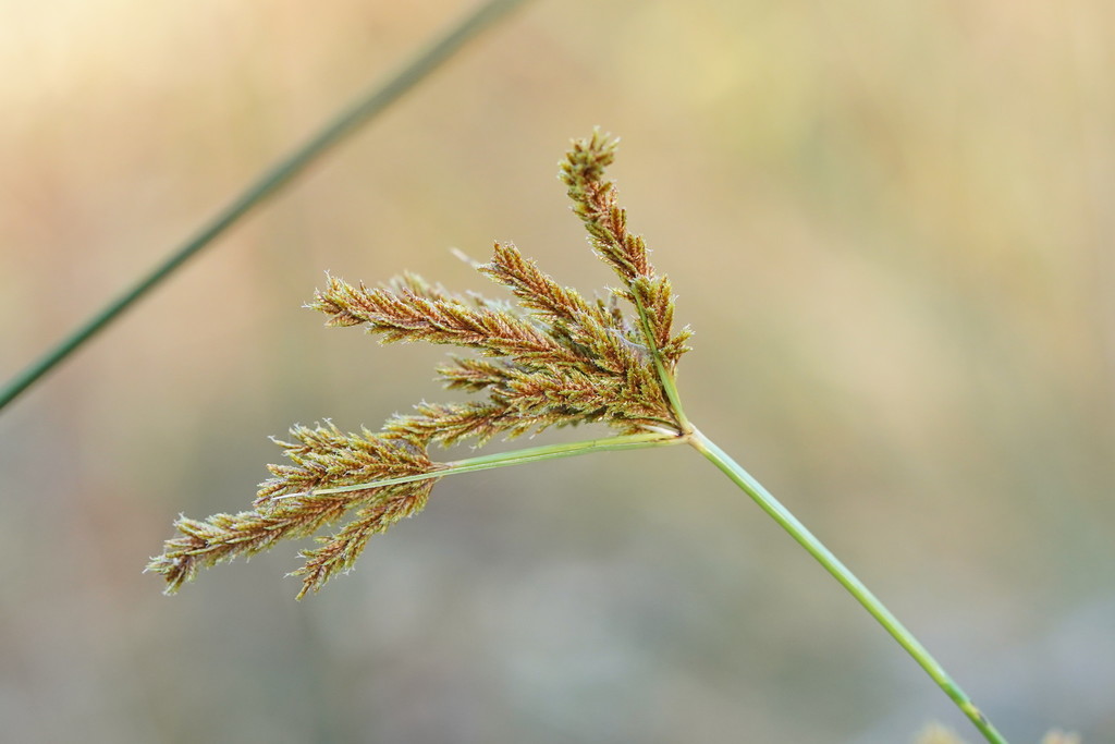 Giant Sedge from Peechelba East VIC 3678, Australia on April 01, 2022 ...