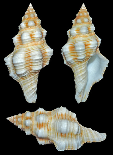 Latirus barclayi · iNaturalist