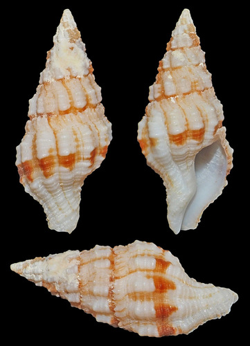 Latirus maculatus · iNaturalist