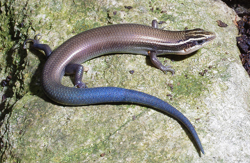 Short-lined Skink in May 2015 by David G. Barker · iNaturalist