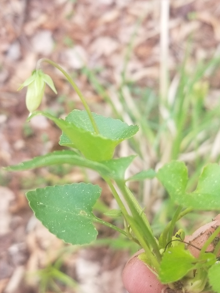 Le Conte's Violet from Camden, SC 29020, USA on March 24, 2022 at 01:23 ...
