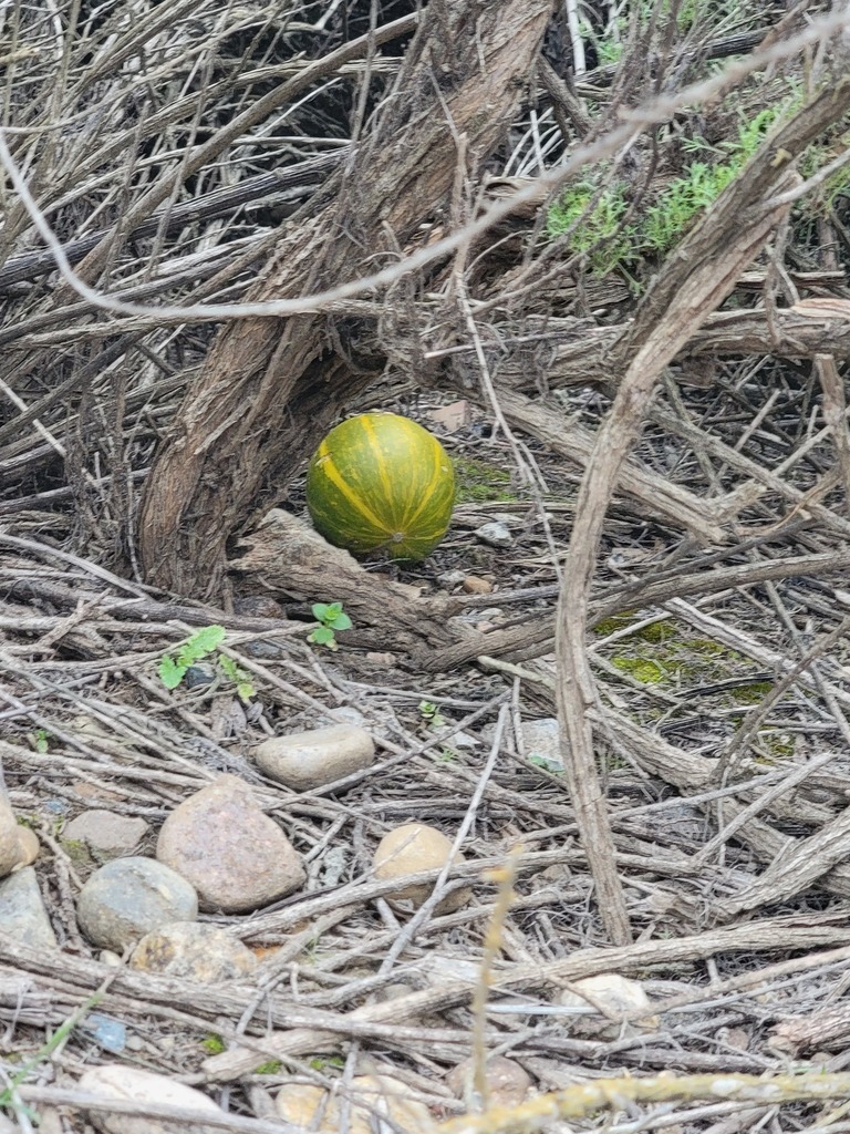 gourds from San Diego, California, United States on March 31, 2022 at ...