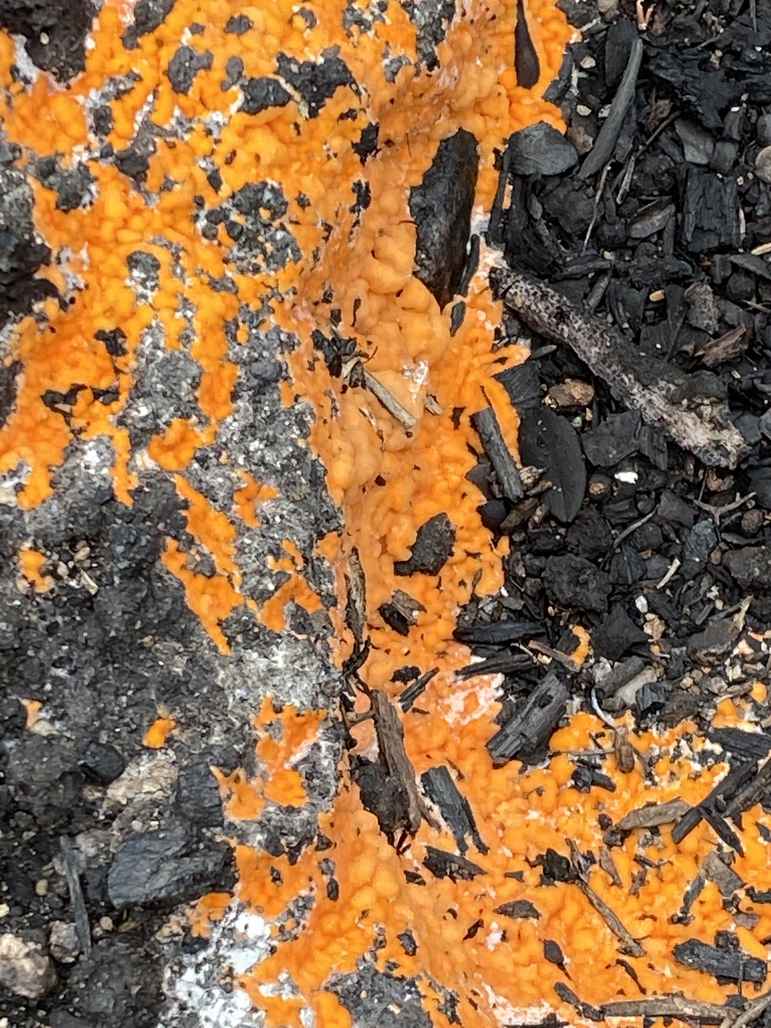 Pyronema Carus, 1834