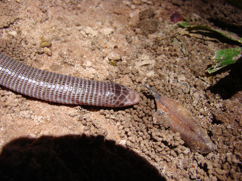 Mertens' Worm Lizard from Birigüi - State of São Paulo, Brazil on ...