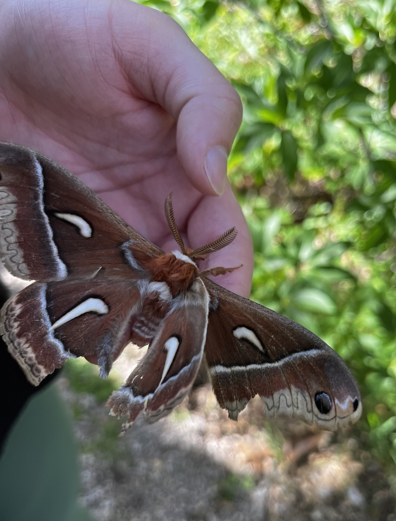Ceanothus Silk Moth from Pinnacles National Park, Paicines, CA, US on ...