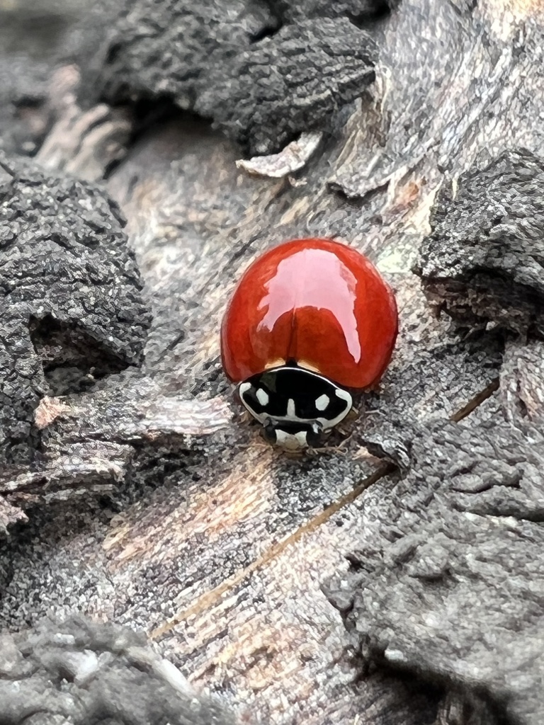 Spotless Lady Beetle in April 2022 by siwanicki · iNaturalist