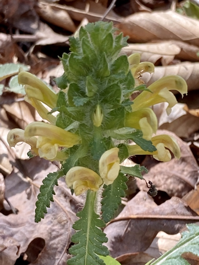 Canadian lousewort from Talladega National Forest, Piedmont, AL, US on ...