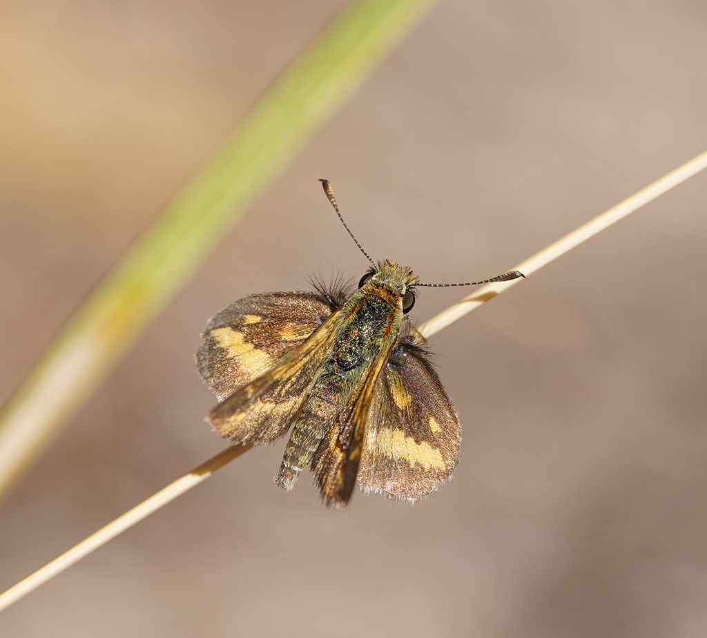 White-banded Grass-dart from Mount Bruno VIC 3675, Australia on April 1 ...