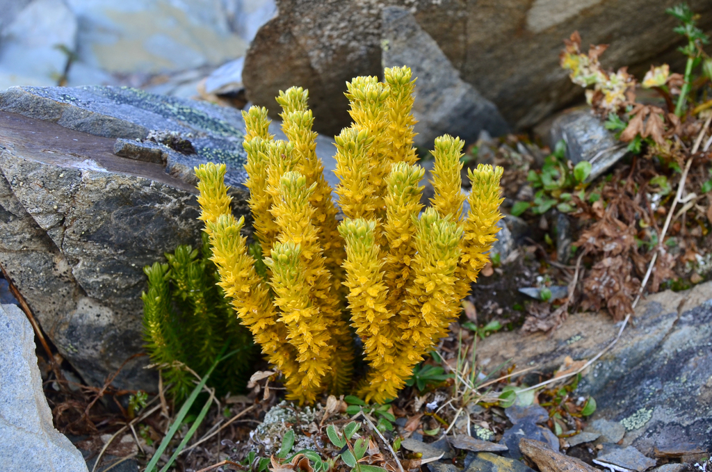 lycophytes (Lycopodiopsida) - Botanical Realm