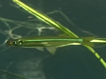 Labidesthes vanhyningi Bean & Reid, 1930