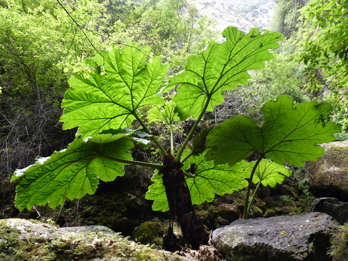 Gunnera masafuerae · iNaturalist