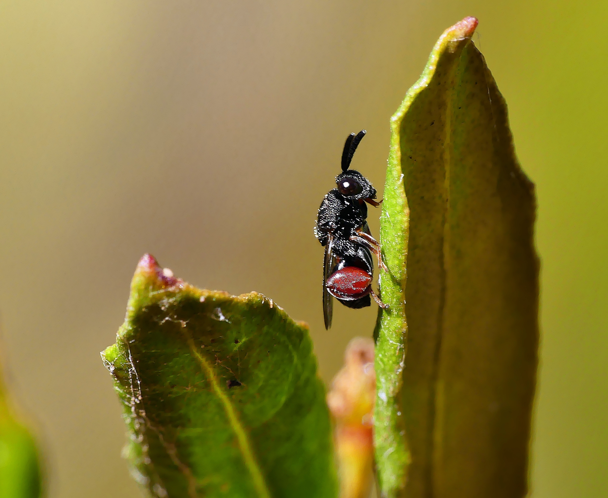 Brachymeria podagrica (Fabricius, 1787)