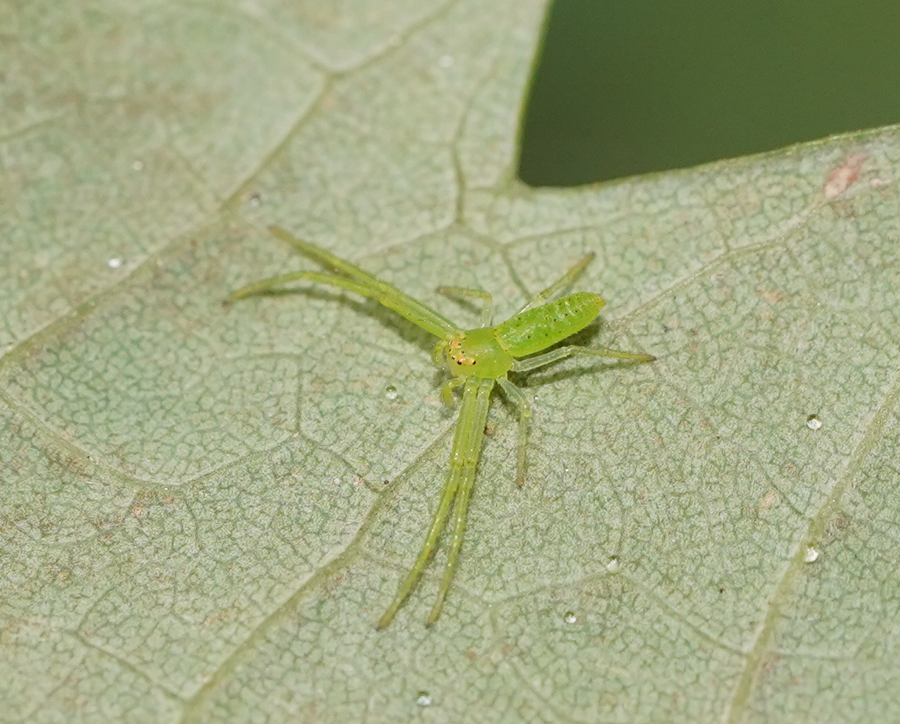 Cetratus rubropunctatus (Rainbow, 1920)