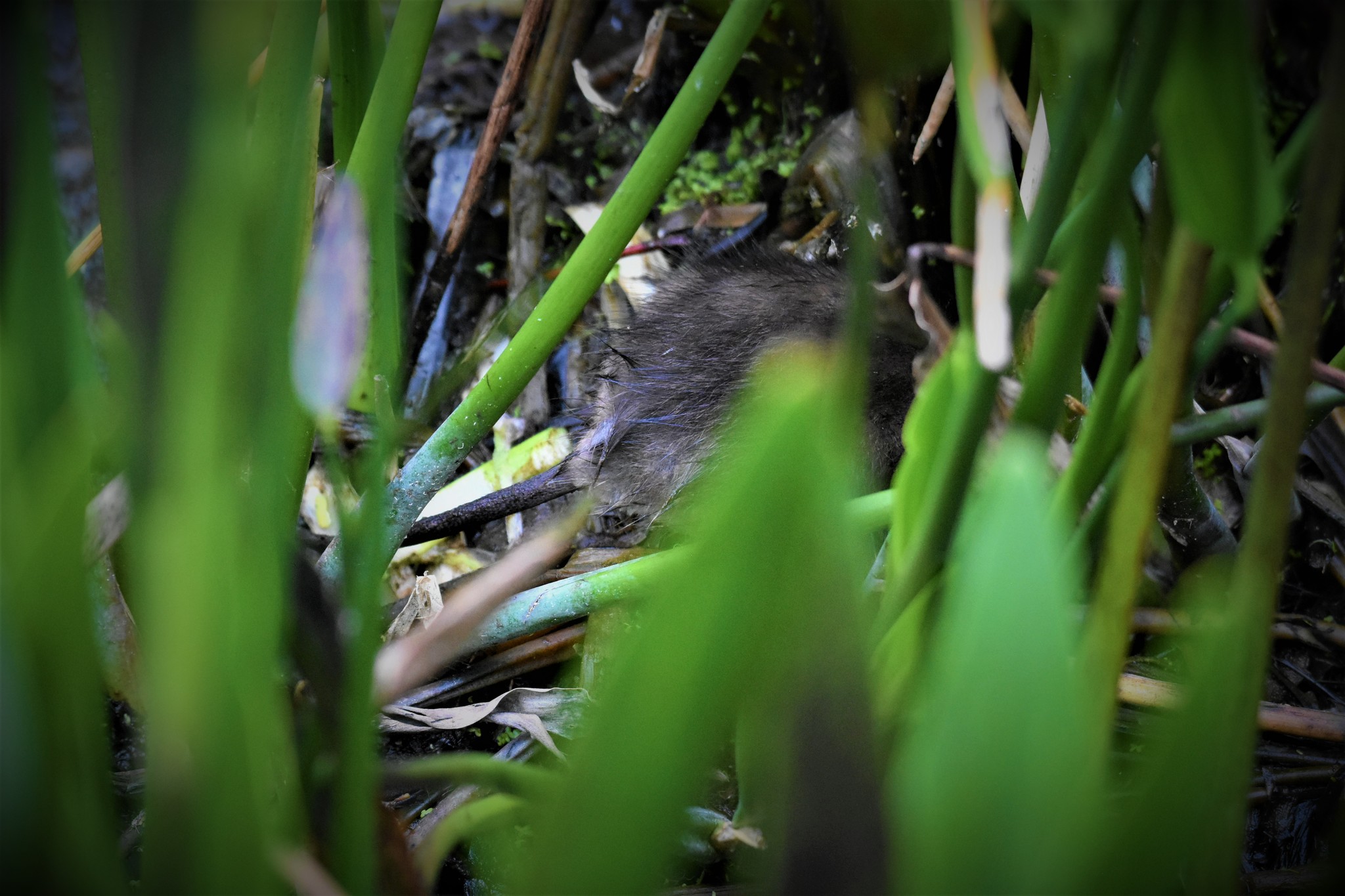 Neofiber alleni True, 1884