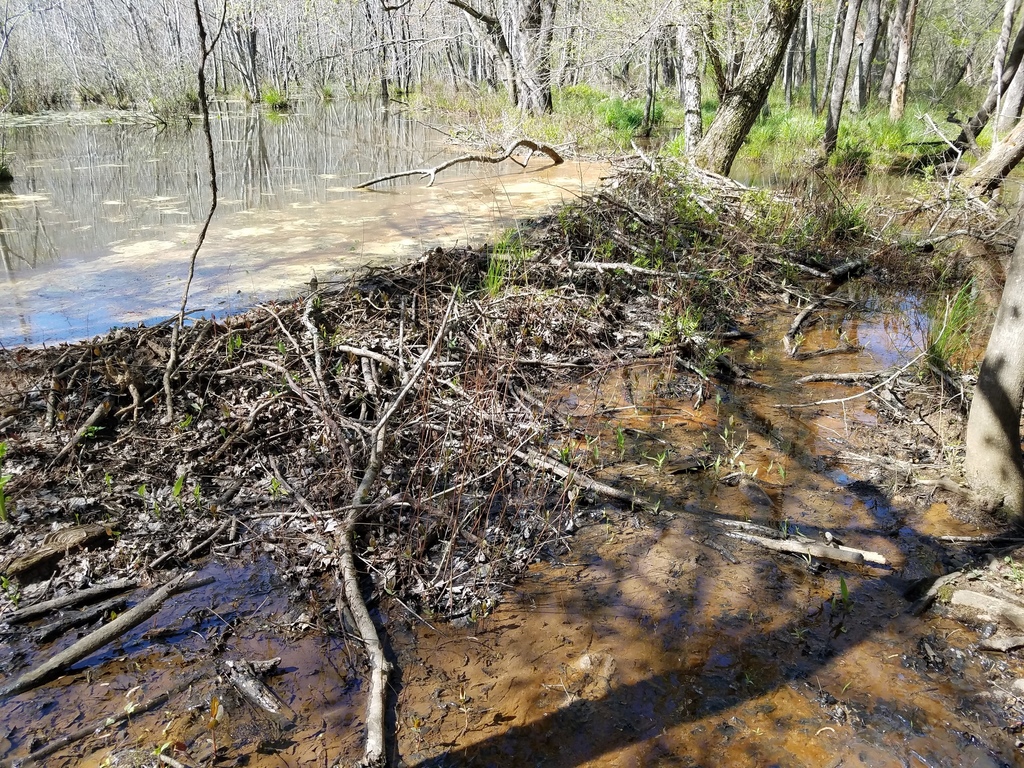 American Beaver from Athens, GA, USA on April 03, 2022 at 03:48 PM by ...
