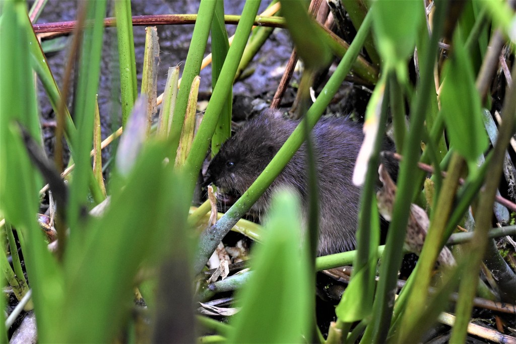 Round-tailed Muskrats (Neofiber) - Know Your Mammals
