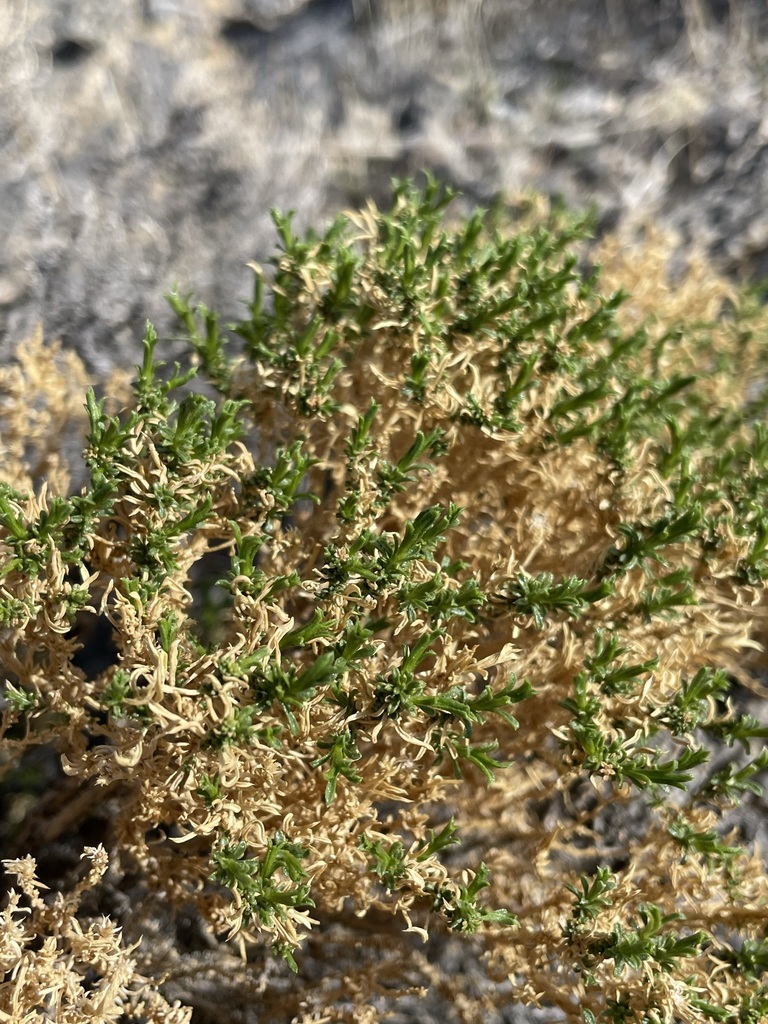 dwarf goldenbush from Desert National Wildlife Range, Clark, Nevada ...