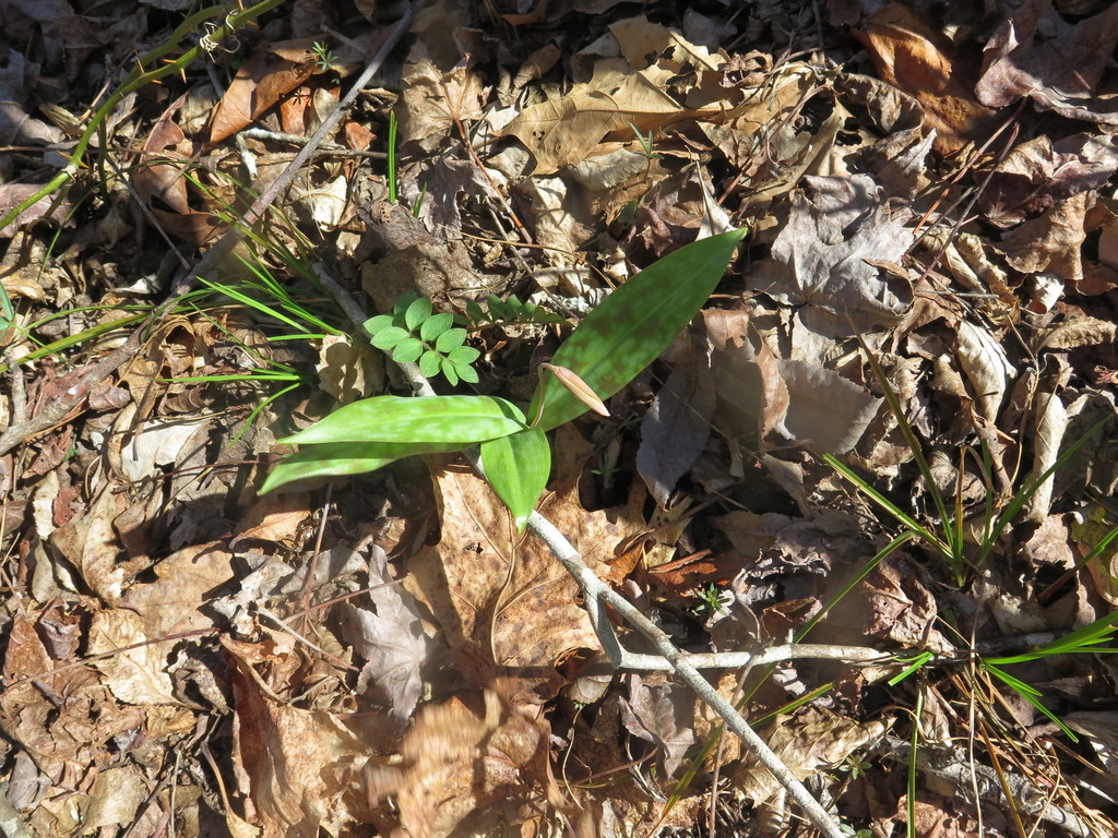 American Trout Lily in April 2022 by jim_keesling. Single plant at ...