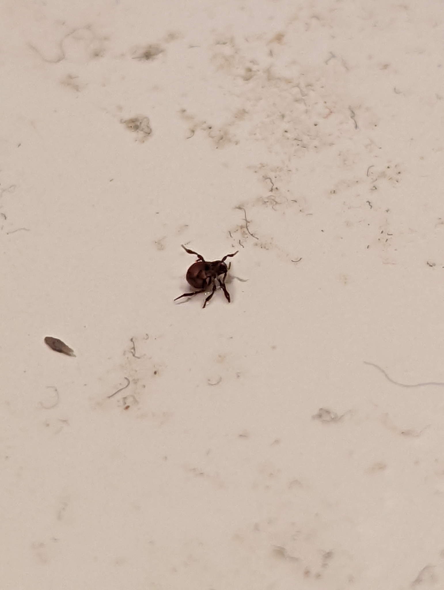 Gibbium aequinoctiale Boieldieu, 1854