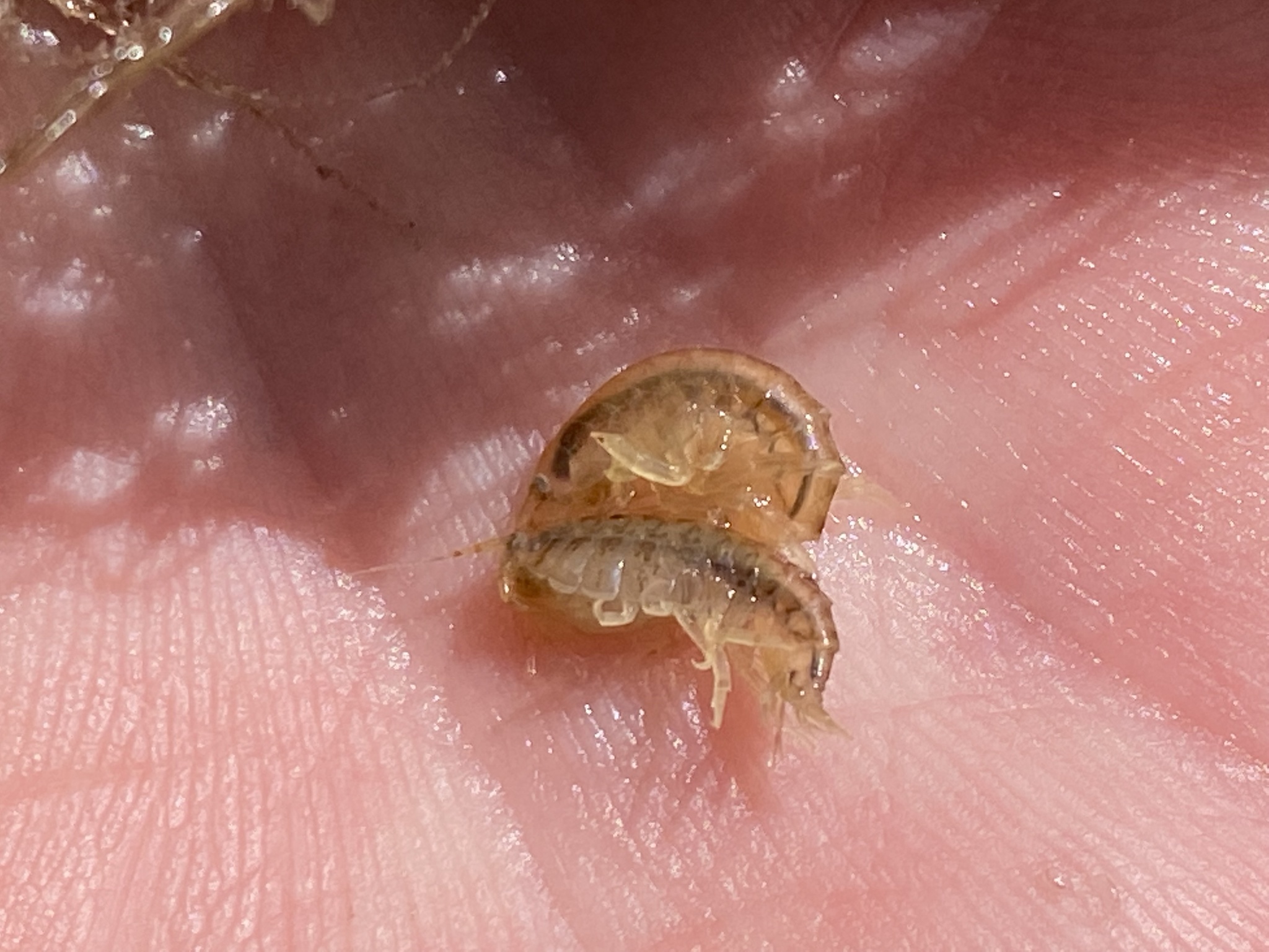 Gammarus mucronatus Say, 1818