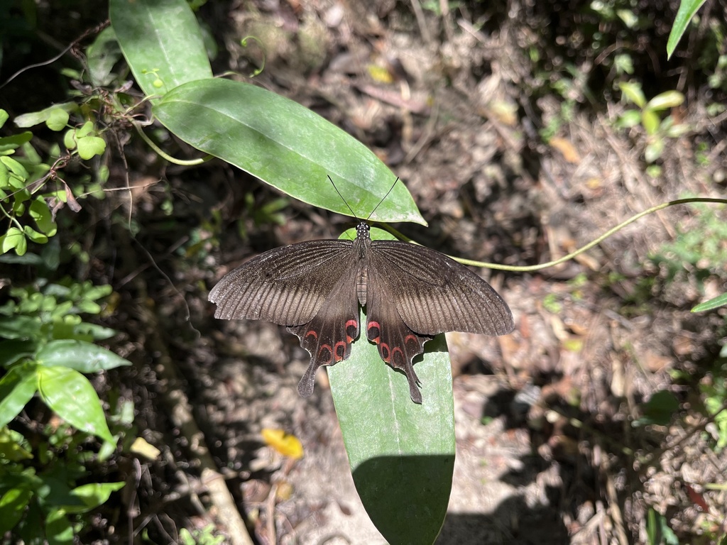 Red Helen Swallowtail from Lung Kwu Tan Road, Lung Kwu Tan, New ...