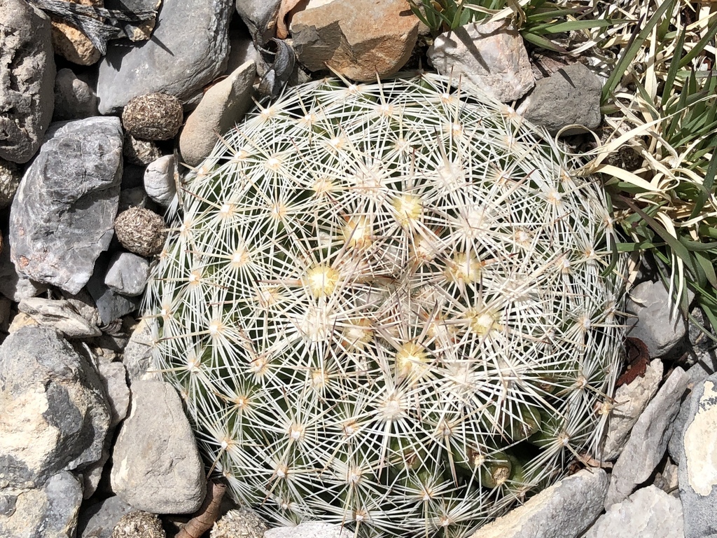 Desert Spinystar from Toiyabe National Forest, Las Vegas, NV, US on May ...