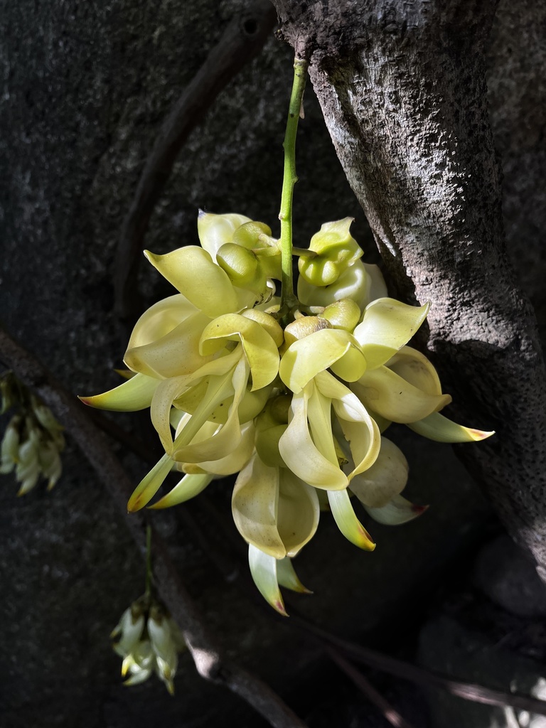 Birdwood's Mucuna from Lung Kwu Tan, New Territories, HK on April 03 ...
