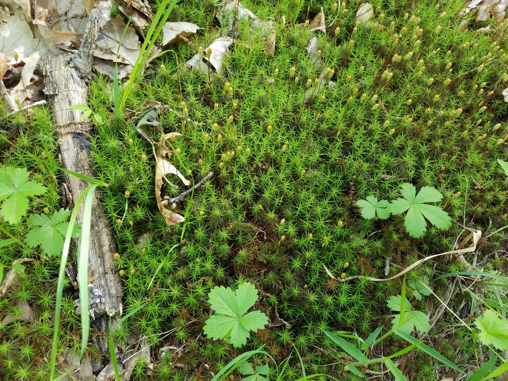 haircap mosses (Polytrichum) - Botanical Realm