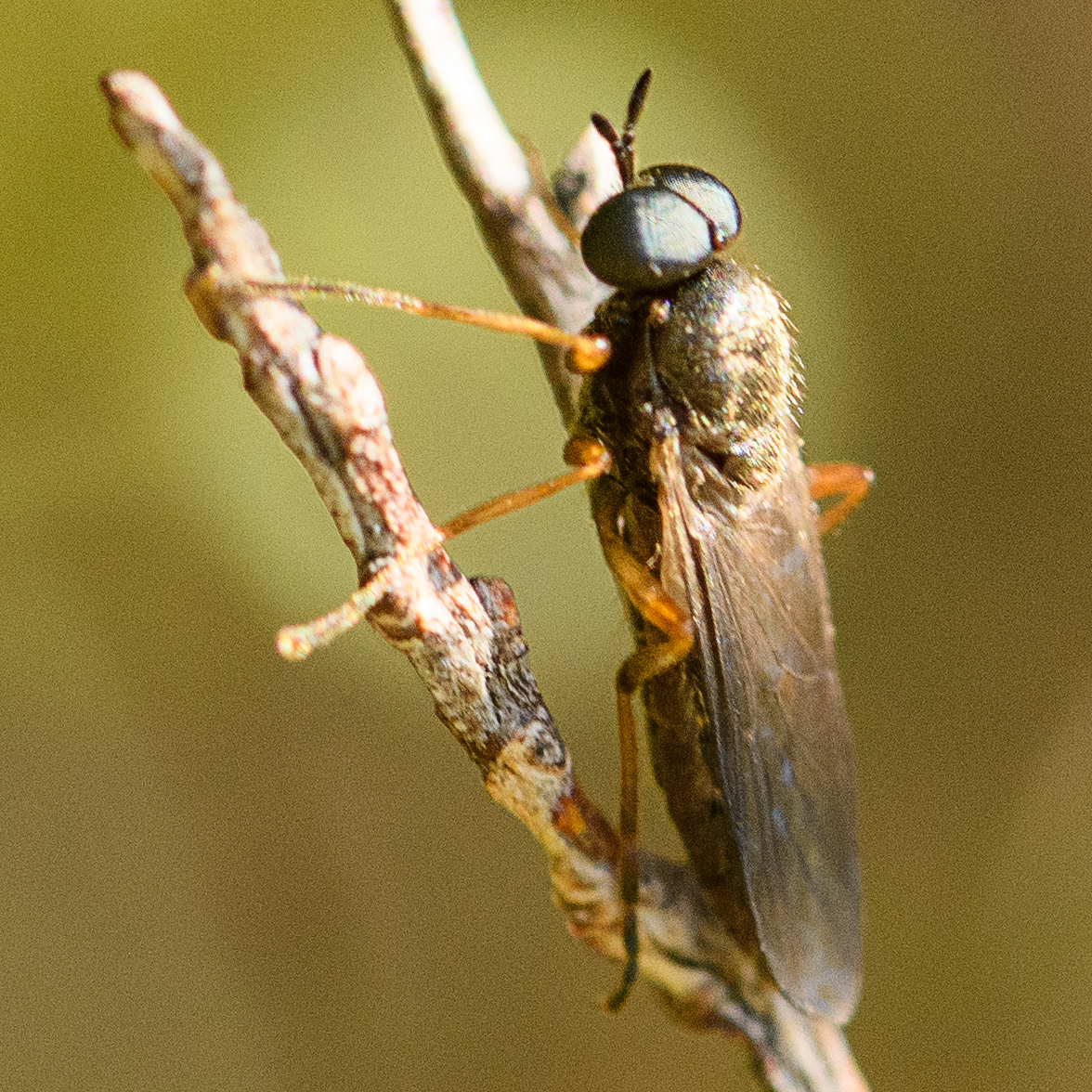 Inopus rubriceps (Macquart, 1847)