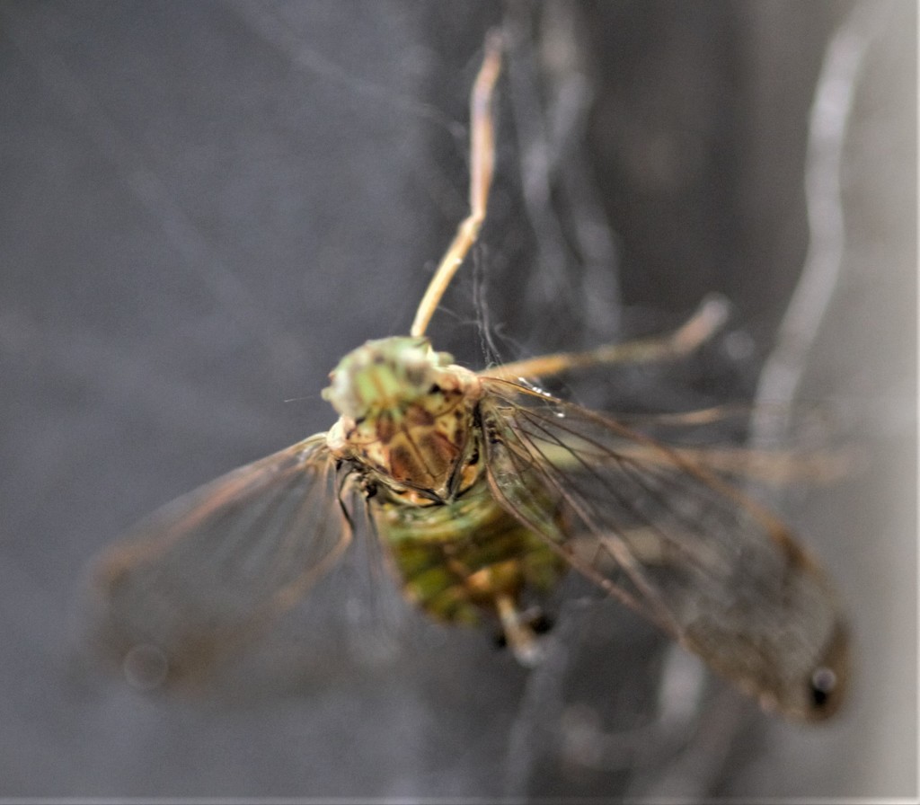 palm planthopper from Sydney NSW, Australia on April 04, 2022 at 03:09 ...