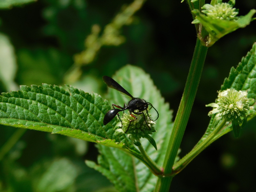 Grass-carrying Wasps from Wonosobo, Wonosobo Regency, Central Java ...