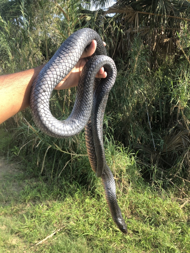 Texas Indigo Snake in December 2021 by Neil Balchan. Basking on gravel ...