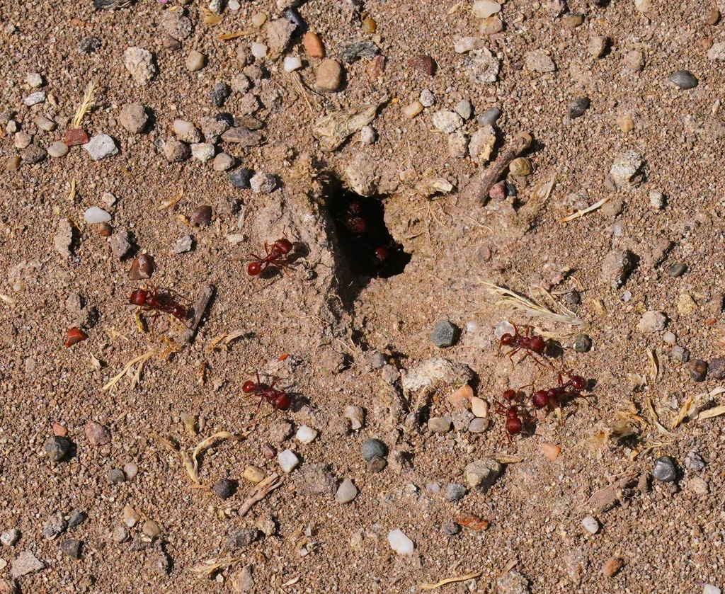 Typical American Harvester Ants from Hercules, CA, USA on April 02 ...