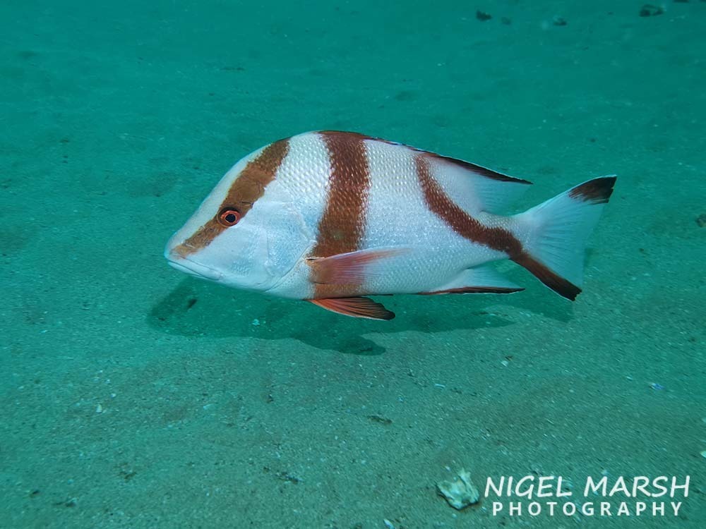 Red Emperor Snapper from Maroochy - Coastal North, AU-QL, AU on April 4 ...