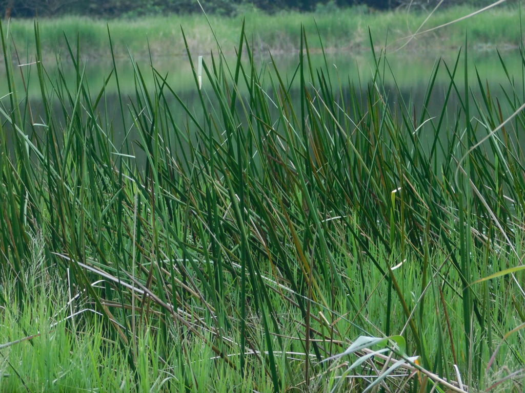 Bog Bulrush from Wonosobo Regency, Central Java, Indonesia on March 28 ...