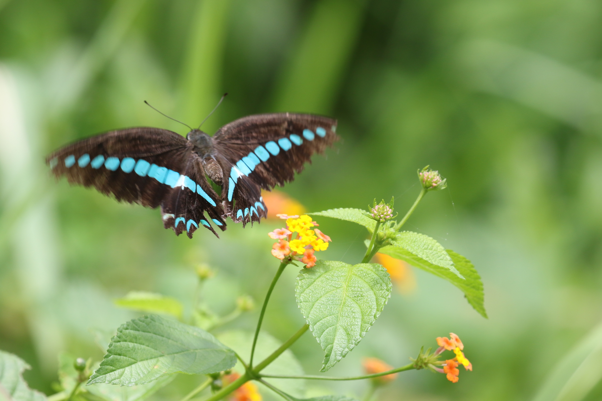 Graphium milon (Felder & Felder, 1864)