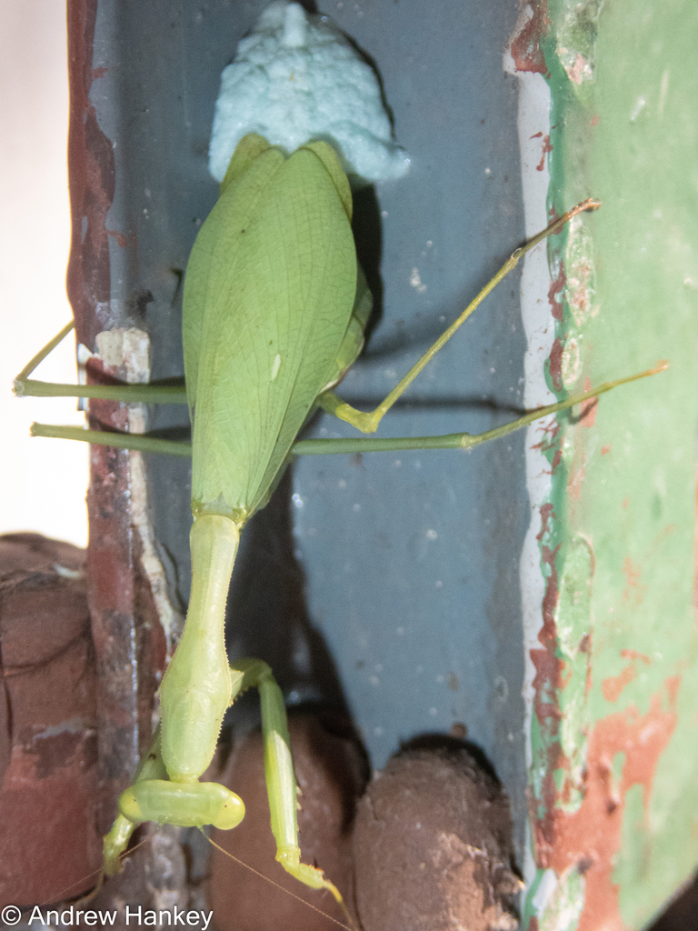 South African Mantis From Malcolm Rd Poortview Roodepoort 1724 south-african-mantis-from-malcolm-rd-poortview-roodepoort-1724