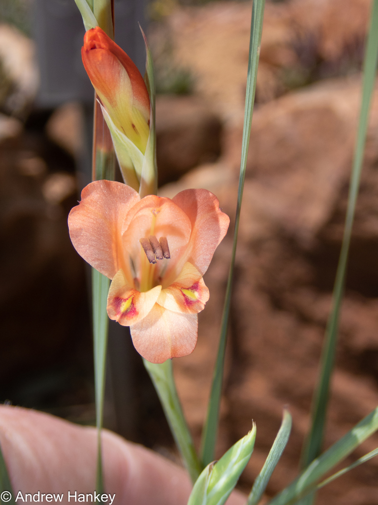 thick-leaved gladiolus from Roodekrans 183-Iq, Roodepoort, South Africa ...