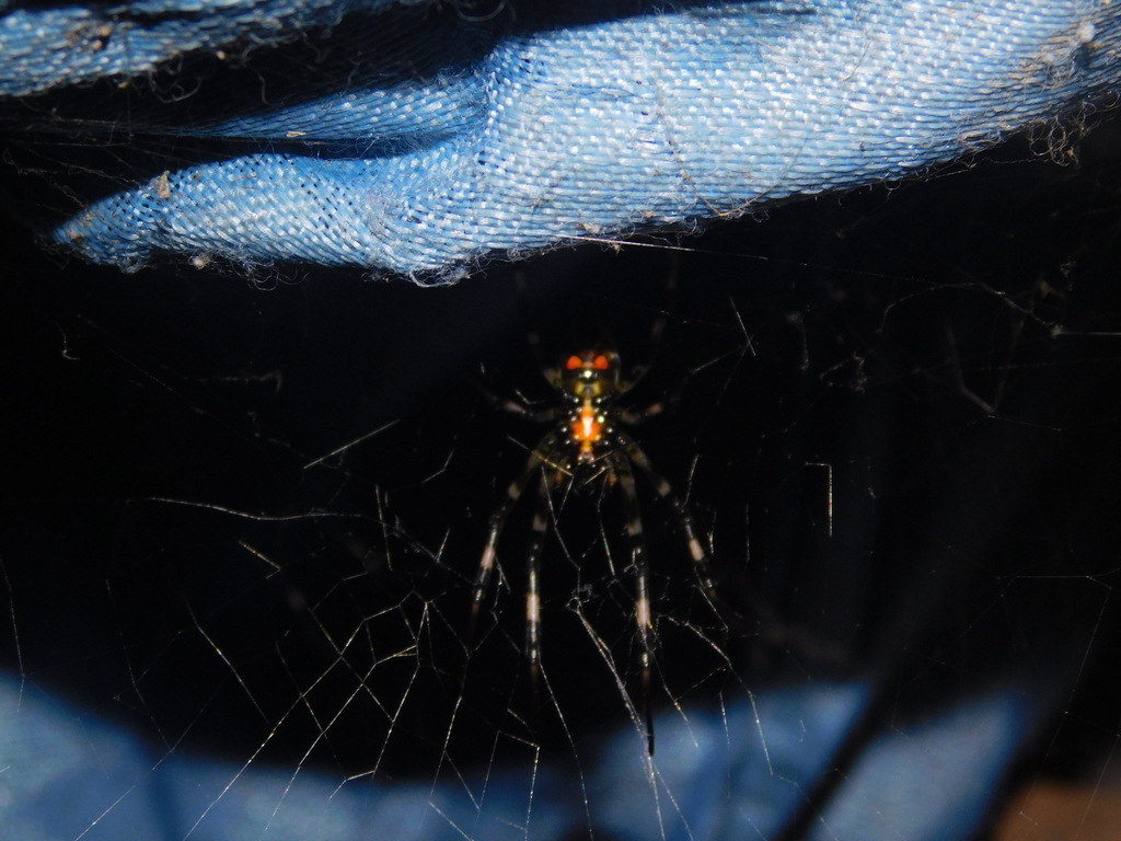 Asian Hermit Spider from Temanggung Regency, Central Java, Indonesia on ...