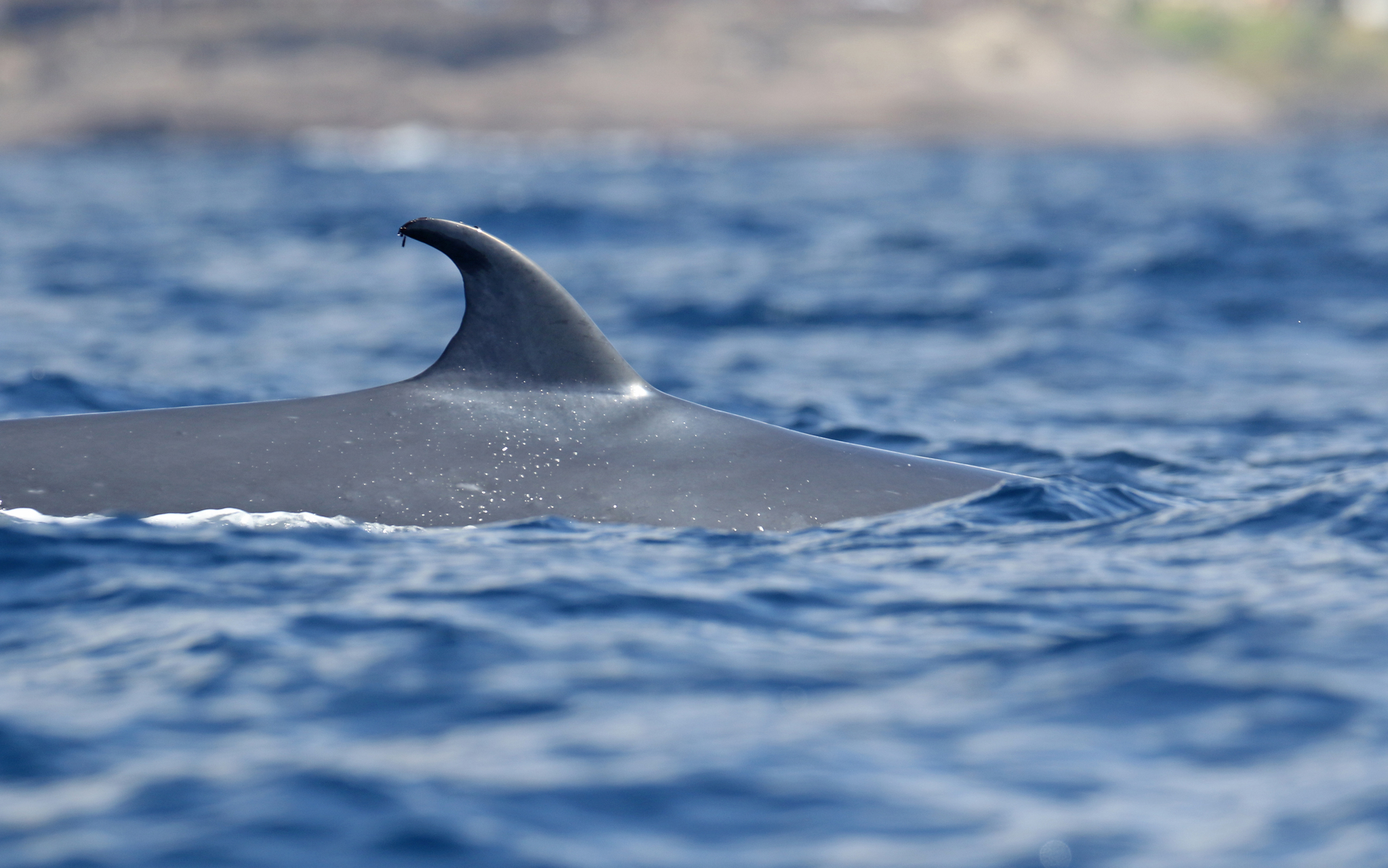 Balaenoptera edeni Anderson, 1879