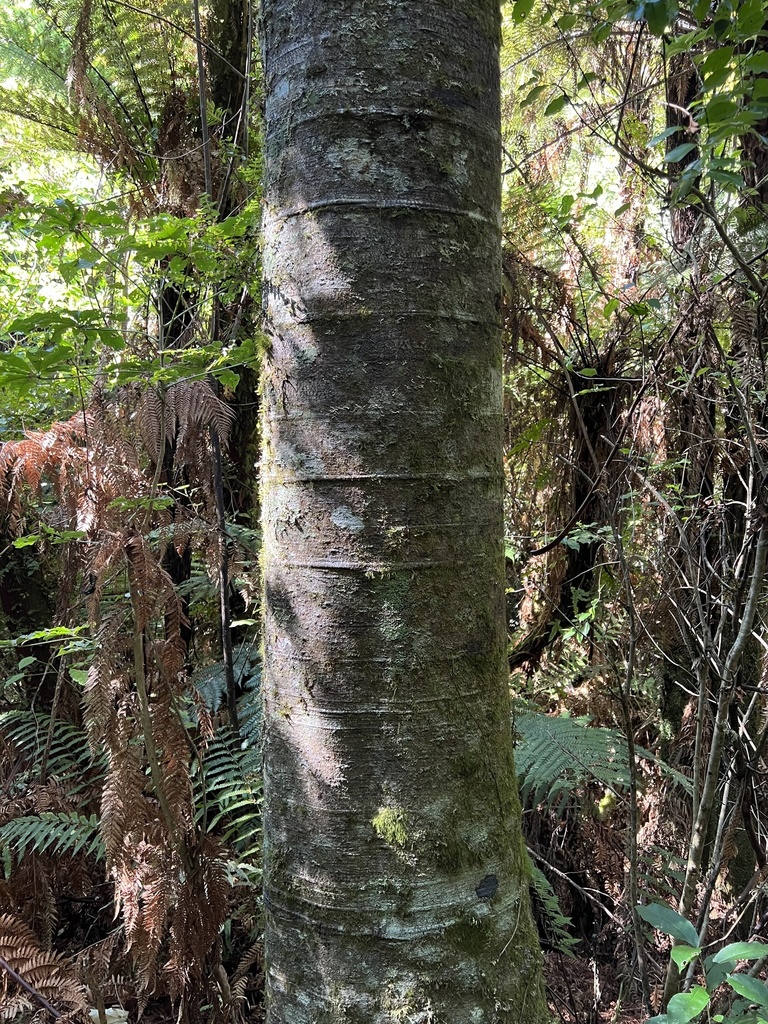celery pine from Pureora Forest Park, Pureora Forest Park, Waikato, NZ ...